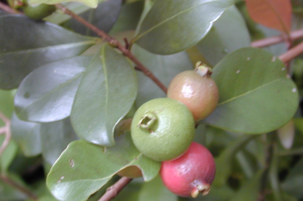 Green Light for Waiawi Biocontrol Agent