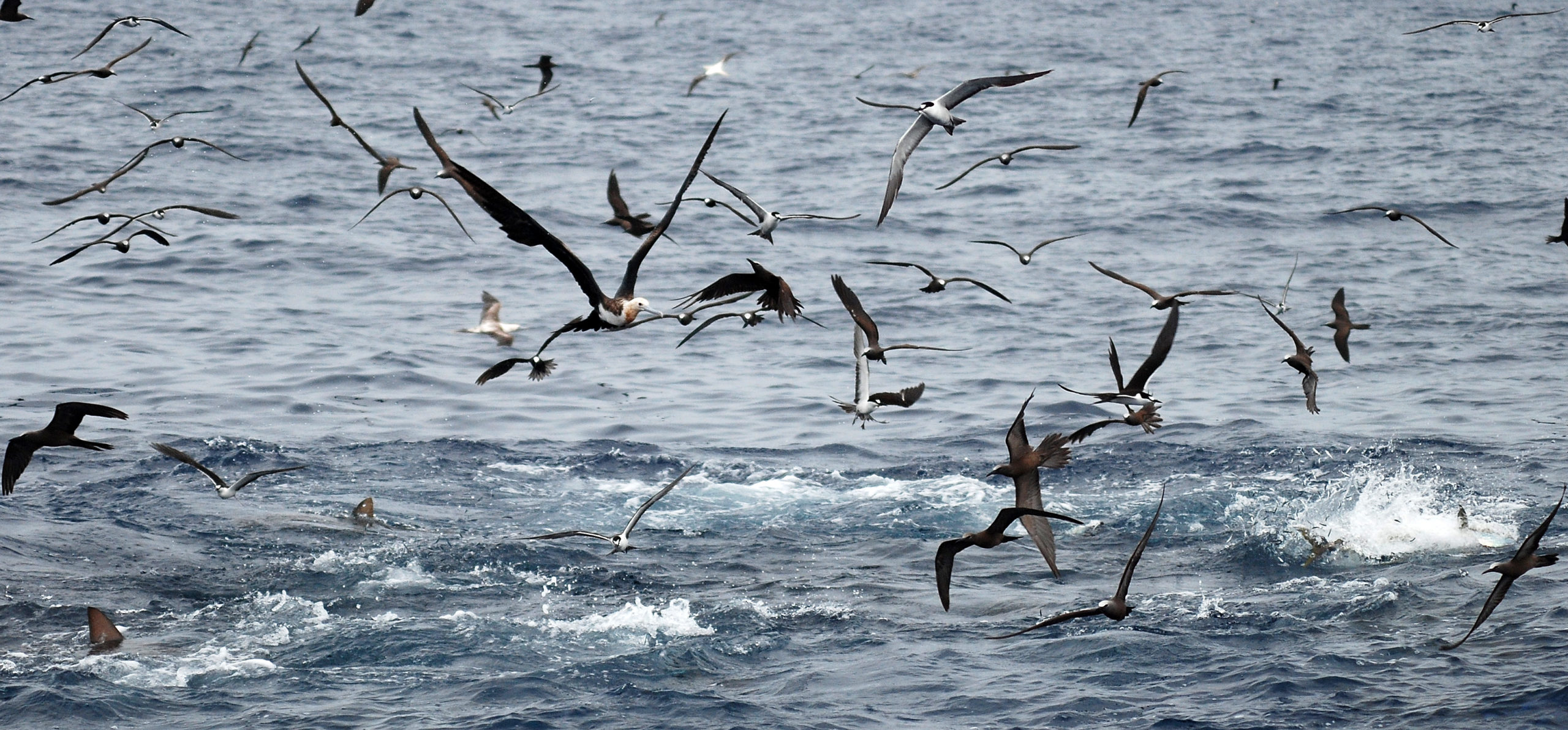 Foraging and diving seabirds Pacific Remote Islands. Credit: Kydd ...